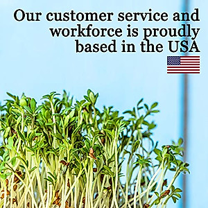 Mirai 301 Corn Seeds for Planting - Treated - ~50 Seed Packet - Corn Seed by Kitazawa Seed Company - Non-GMO Sweet Corn for The Garden, Farm, and Field