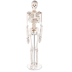 Mini Human Skeleton Anatomy Model - Science Classroom Skeleton Model Tool, Teaching and Learning Aids - 1/2 Life Size