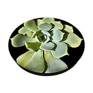 Succulent Echeveria Garden Plant Cut Out PopSockets Swappable PopGrip