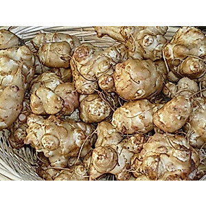 Jerusalem Artichoke Early Dwarf Sunray Variety, Sunchoke Sunroot Individual Tubers for Planting, 5 Tubers for Planting