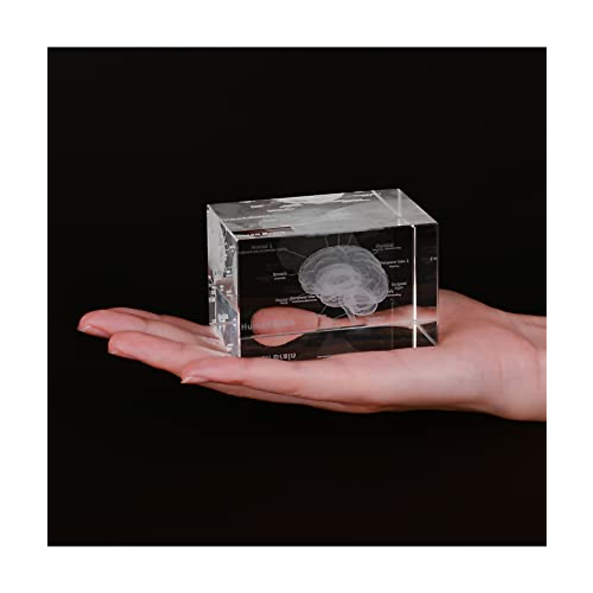 Ultrassist 3D Human Brain Crystal Model, Laser Etched Anatomical Model for Home and Office Decoration, Neurology Gifts