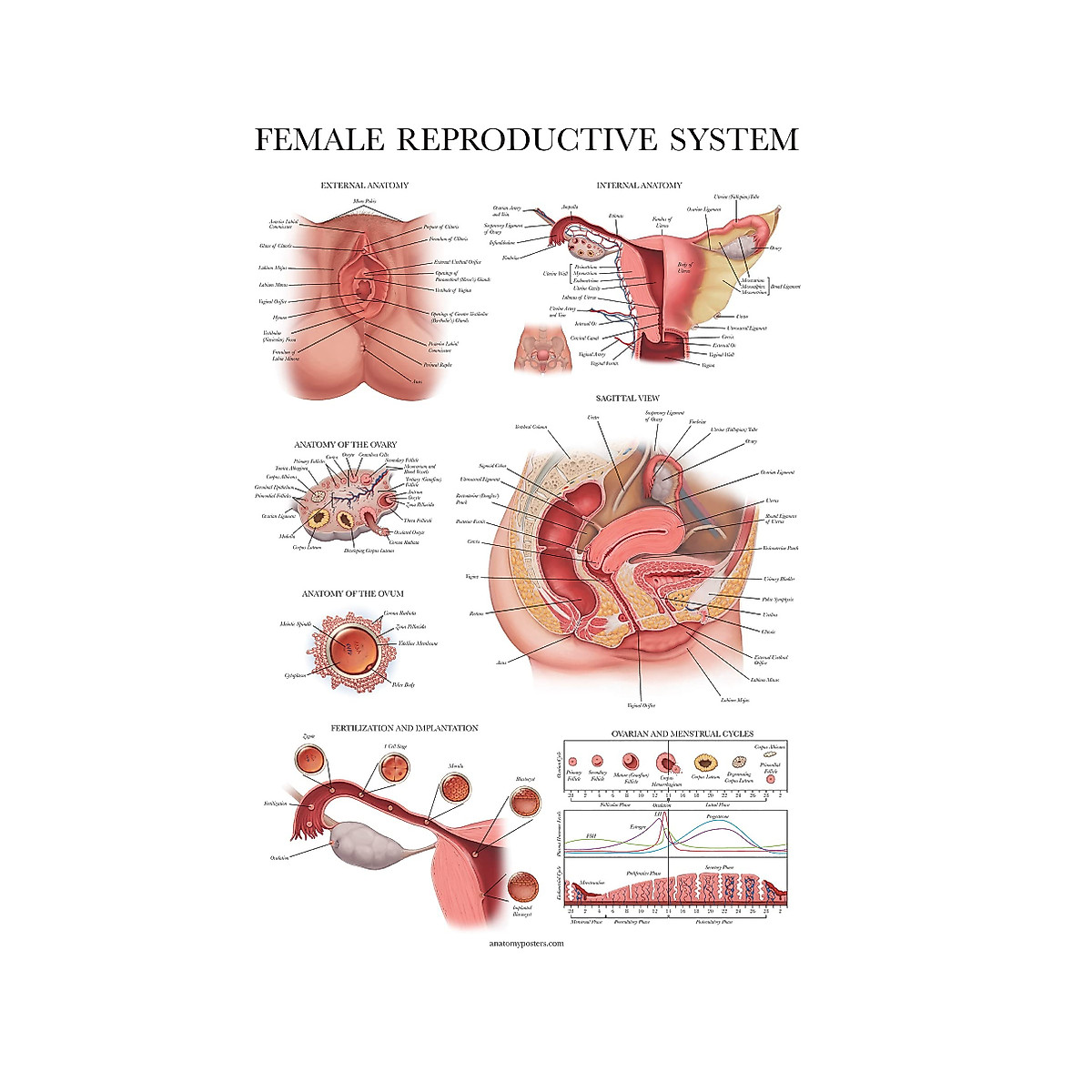 Palace Learning Laminated Female Reproductive System Anatomical Chart - Female Anatomy Poster - 18" x 24"
