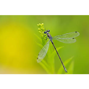 Pentax 100mm f/2.8 WR D FA smc Macro Lens for Pentax Digital SLR Cameras