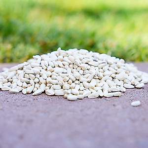 Desert Valley Premium Safflower Seeds - Wild Bird Food, Cardinals, Jays, Doves & More (10-Pounds)