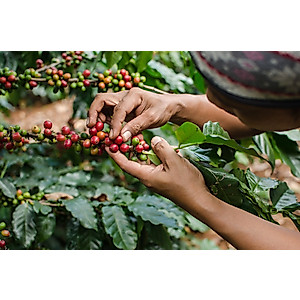 Java Planet - Coffee Beans, Organic Coffee Sampler Pack, Whole Bean Variety Pack, Arabica Gourmet Specialty Coffee, 1.32 POUNDS of coffee packaged in six 3.2 oz bags…