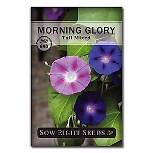 Sow Right Seeds - Tall Mixed Morning Glory Seeds for Planting - Non-GMO Heirloom Packet with Instructions to Grow - Perennial Vining Variety with Multi Color Blooms - Beautiful Trailing Decor (1)