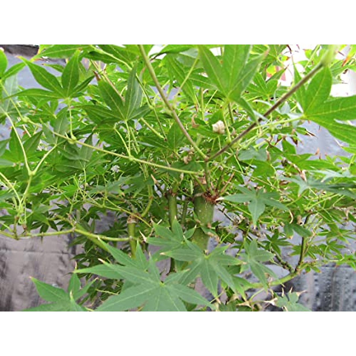 51 Year Old Golden Prosperity Japanese Maple Specimen Bonsai Tree