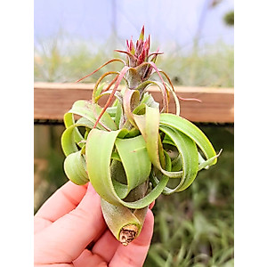 Small Air Plants - 1 Streptophylla Hybrid - 2 to 4 Inch Air Plant - Color & Form Varies by Season - 30 Day Guarantee on Tillandsia from The Drunken Gnome (1, Small 2-4")