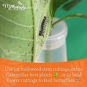 8-Pack FAT CAT Large Floral Tubes with Flat Lids | Flower Water Tubes to Feed Caterpillars Milkweed Stem and Leaf Cuttings, Host Plants, and Nectar Flowers to Keep Them Fresh by MONARCH BUTTERFLY LIFE