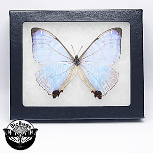 BicBugs Morpho sulkowski Purple Pink Blue Butterfly Peru Framed Real