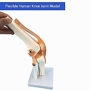 Veipho Knee Model, Flexible Knee Joint Model with Ligament and Stand, Life Size Human Knee Joint Model, Knee Anatomy Model, Human Knee Joint Model for Learning, Demonstrating