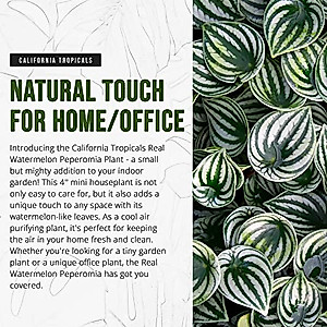 California Tropicals Watermelon Peperomia Plant - 4'' Unique Mini Houseplant - Easy Live Potted Plant for Small Indoor Spaces, Air Purifying - Tiny Garden Gem, Tropical Office Decor