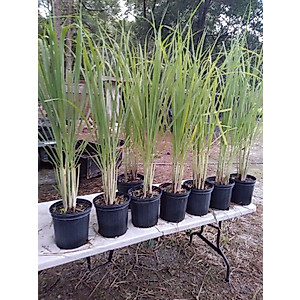 Lemongrass 4 Live Plants Each 8-12" Tall fully rooted