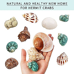 Giftvest Hermit Crab Shells Medium and Large 12PCS Growth Turbo Seashells Saltwater Hermit Crab Shells Medium Sea Shell for Hermit Crabs Hermit Crab Supplies