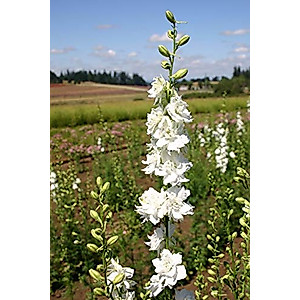 White Larkspur Rocket Flower Seeds for Planting, 250+ Seeds Per Packet, (Isla's Garden Seeds), Non GMO & Heirloom Seeds, Botanical Name: Delphinium Consolida, Great Home Garden Gift