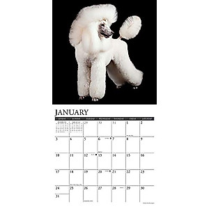 Just Poodles 2021 Wall Calendar (Dog Breed Calendar)