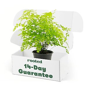 Rooted Maidenhair Fern, Adiantum aethiopicum, Live, Live Indoor, Easy to Grow, Easy to Care, Outdoor Garden and Low Maintenance Houseplant, 6 inch Pot