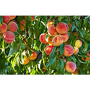 Peach Bonsai Tree Seeds - 4 Large Seeds - Grow Fruit Bearing Bonsai - Made in USA. Ships from Iowa