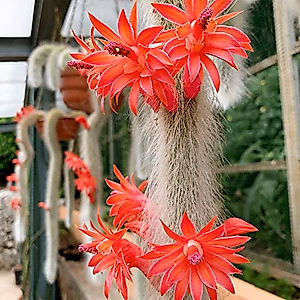 QAUZUY GARDEN 20 Seeds Hildewintera Cleistocactus Colademononis Monkey's Tail Cactus Seeds Exotic Succulent Bonsai Striking Container Hanging Plant Easy to Grow