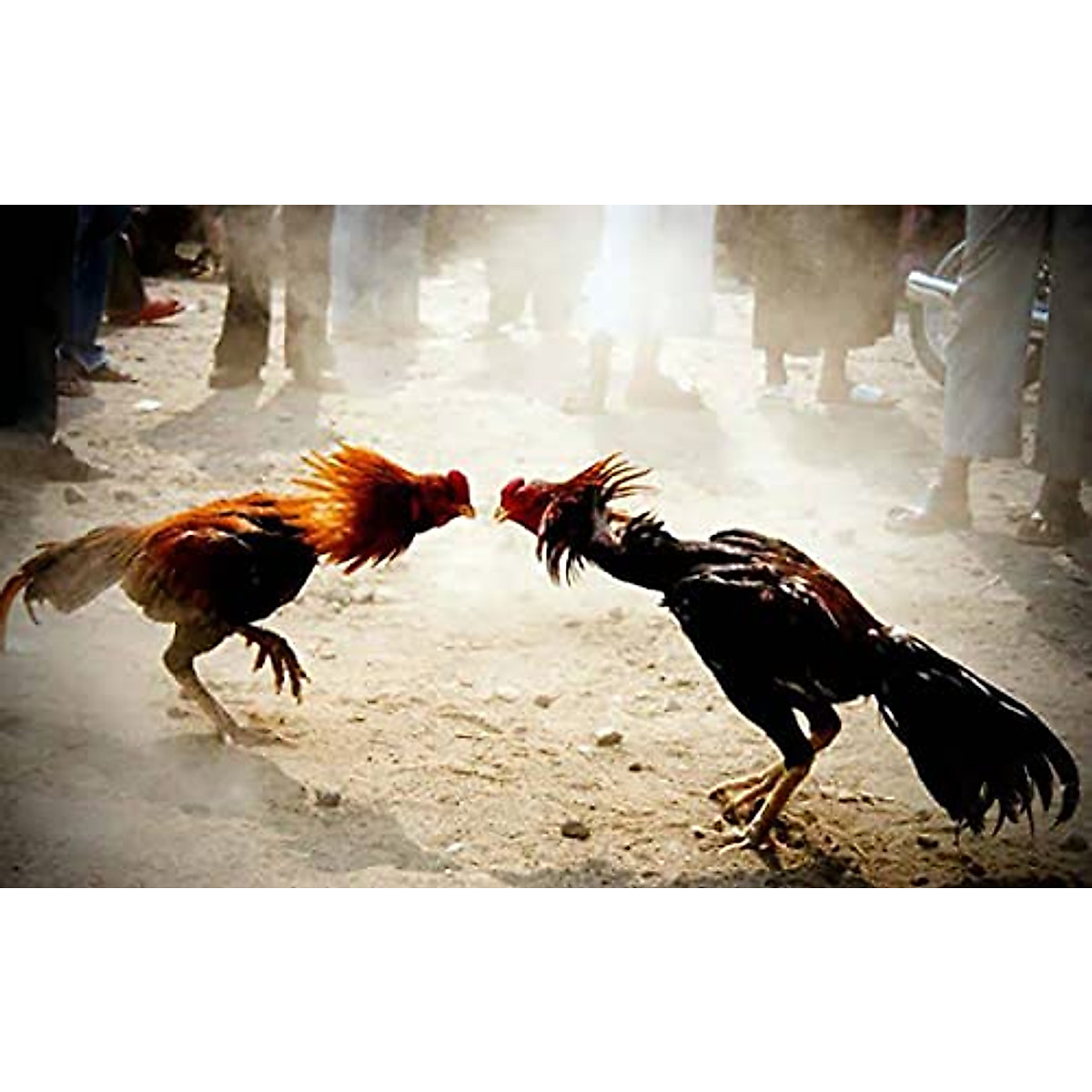 SPEED SUPER NANO DROP 35 ML. Essential Amino Acids Rooster Booster Vitamins Chicken Supplement For Fast Proven Recovery Body & Energy, Blood Care Build Muscles Feed Poultry Fighting Gamecocks Hen Food