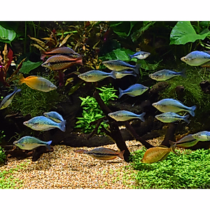 Seachem Prime Fresh and Saltwater Conditioner + Seachem Pristine Natural Waste Management