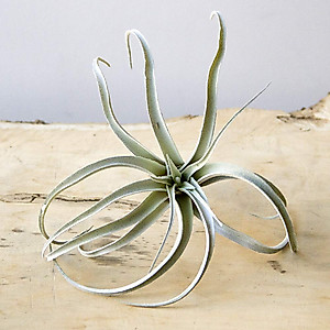 CHIVE Artificial Air Plants — Bulk Set of 5, Large — Ultra Realistic Fake Tillandsia Bromeliad Plants — Decorative Faux Succulents for Home & Office Decor — No Care Needed!