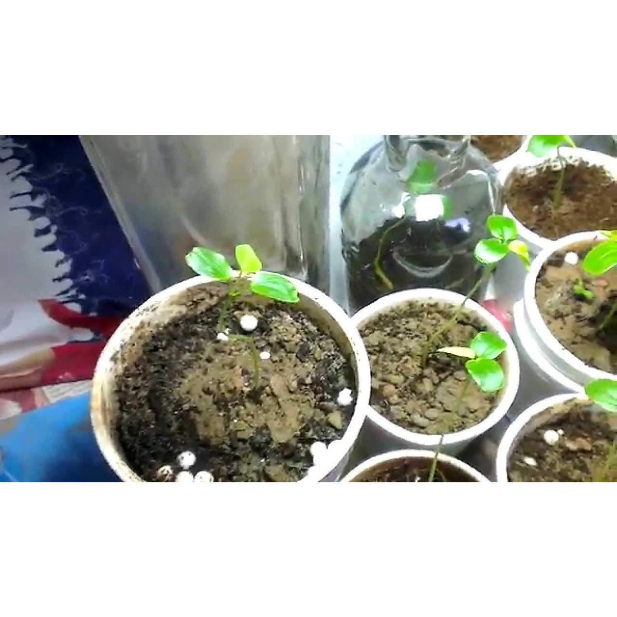 1187-Red Holly Winter Berry (Ilex verticillata) Seeds by Robsrareandgiantseeds UPC0764425788317 Non-GMO,Organic,USA Grower,Bonsai,1187 Package of 7 Seeds