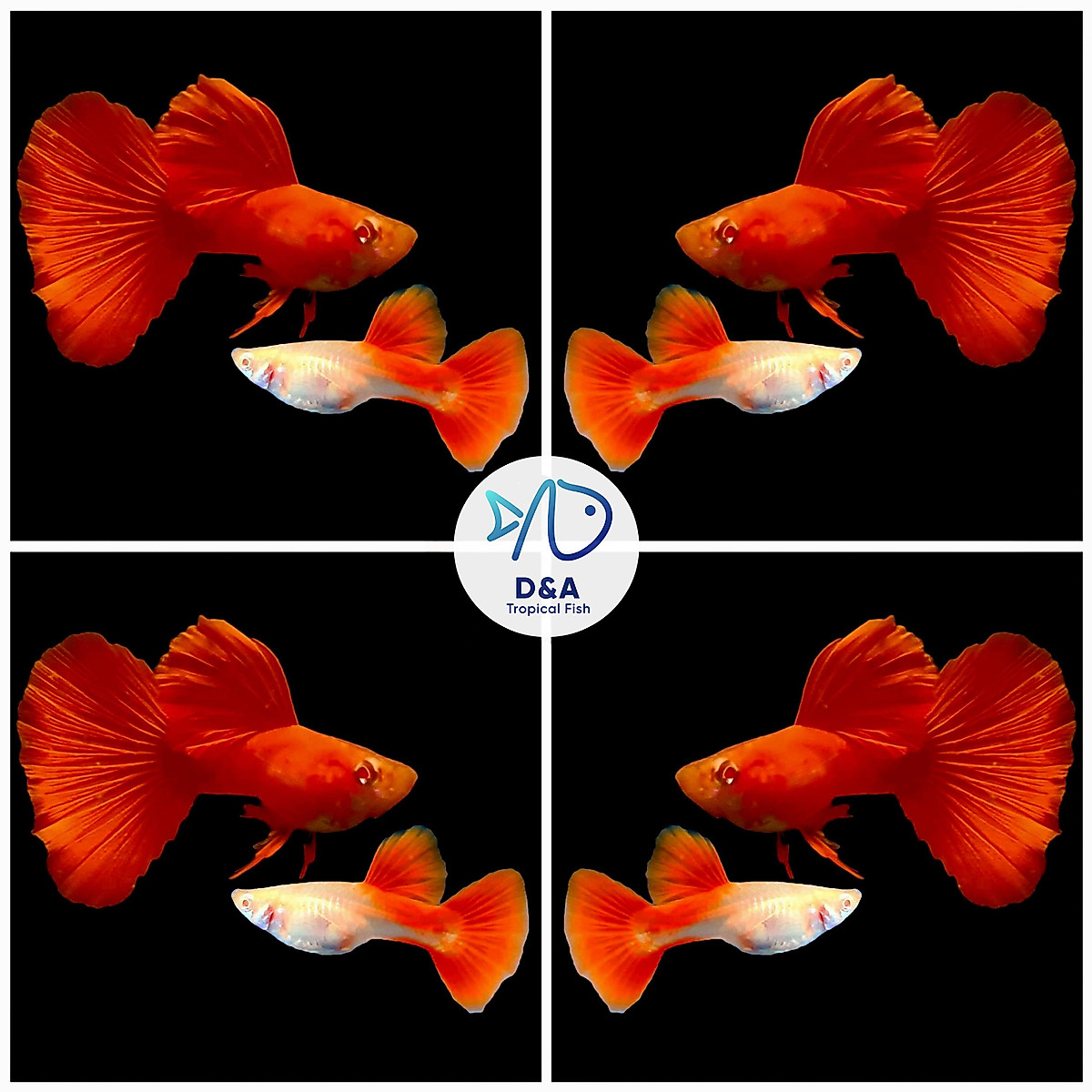 D&A Tropical Live Fish - ABINO Full RED Guppy Live Fish for Aquariums, Live Fish Freshwater (1 Breeding Pair (1Male,1Female))