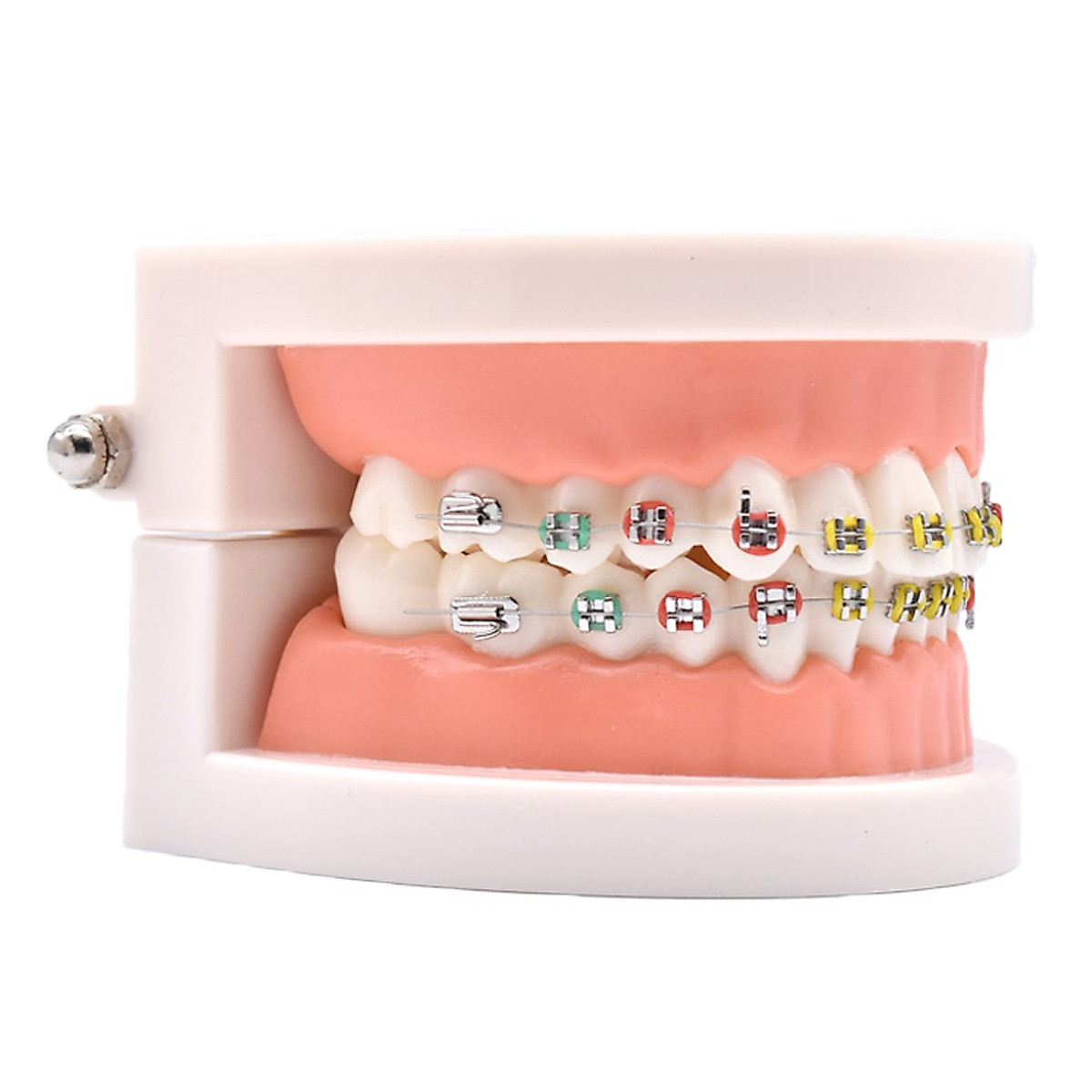 Angzhili 1 Piece Dental Demonstration Orthodontic Model with Metal Wires and Bracket (Metal bracket)