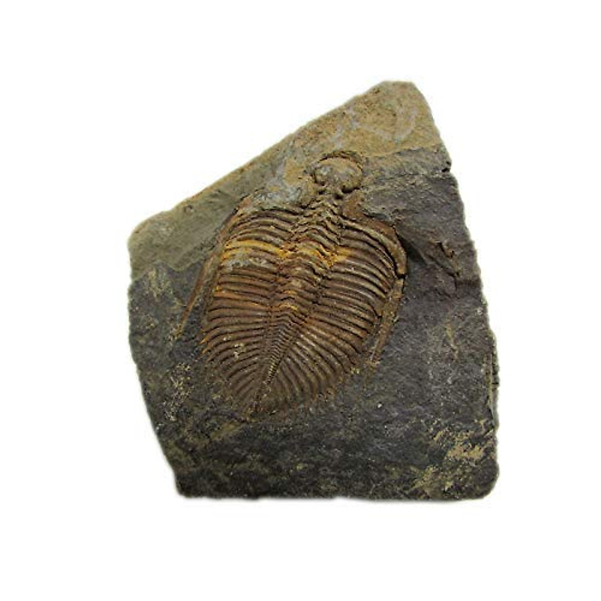 Sunnyhill Real Trilobite Fossil Come from Western Hunan of China 450 Million Years ago