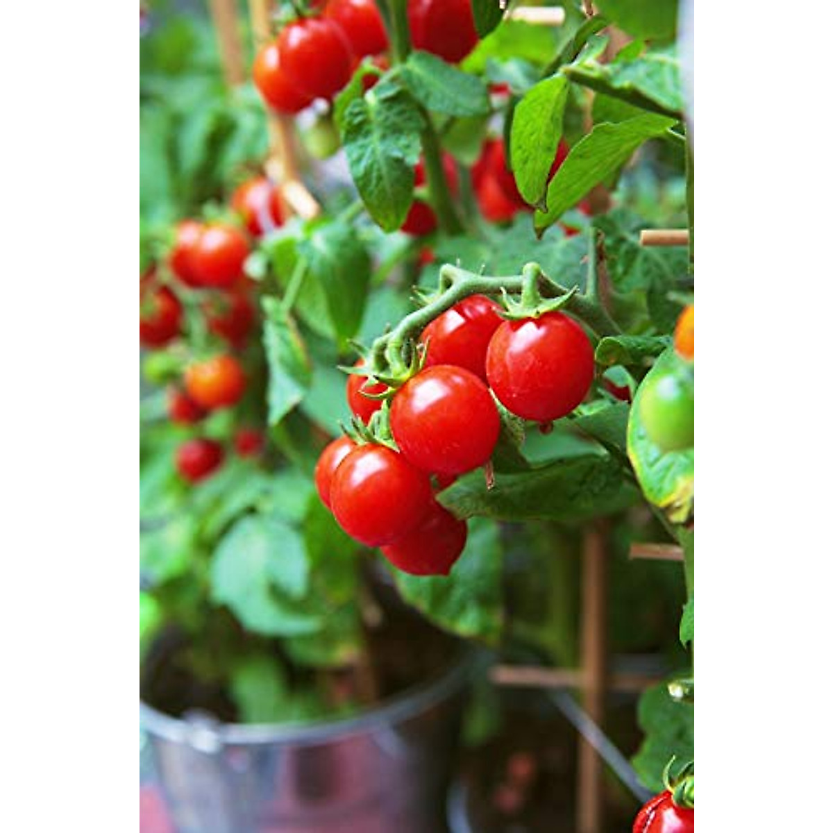 50 Tiny Tim Tomato Seeds - Patio Tomato, Dwarf Heirloom, Cherry Tomato - by RDR Seeds