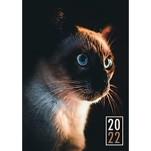 Agenda 2022 Journalier A4: Planificateur 12 Mois (Janvier à Décembre) Grand Format avec Calendrier et horaires, 1 Jour par Page, avec Planification Mensuel, Couverture avec Chat (French Edition)