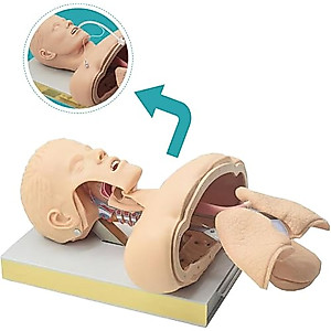 Oral Nasal Intubation Manikin, Advanced Human Tracheal Intubation Training Model Airway Management Practice Mold Teaching Instrument Demonstration Anatomical Structure