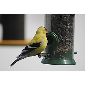 5 Pounds Wild Bird Food, Black Oil Sunflower Seeds - Great for Songbirds, Finch, Cardinals