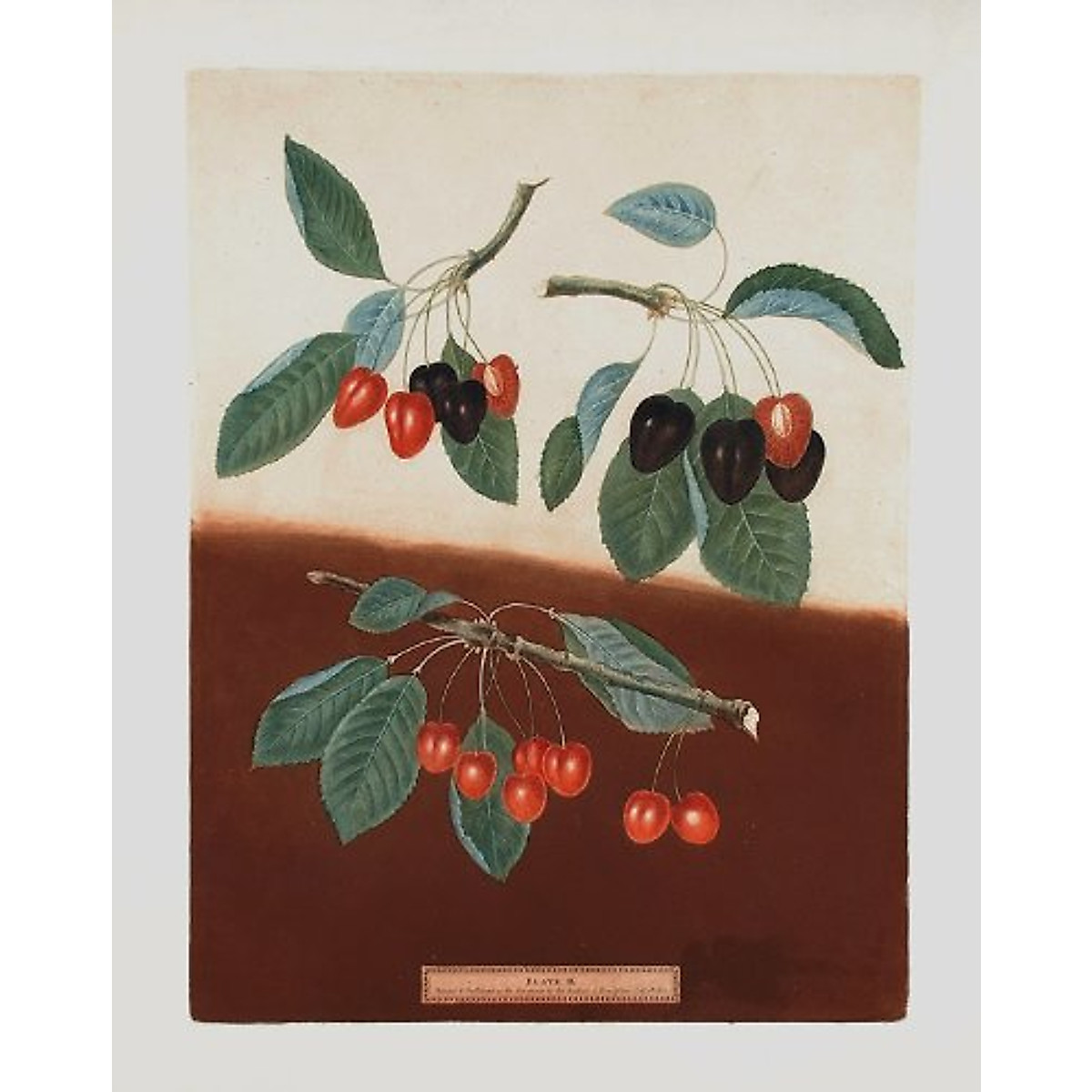 [Cherries] Bleeding Heart; Ox-Heart; Maple-Heart