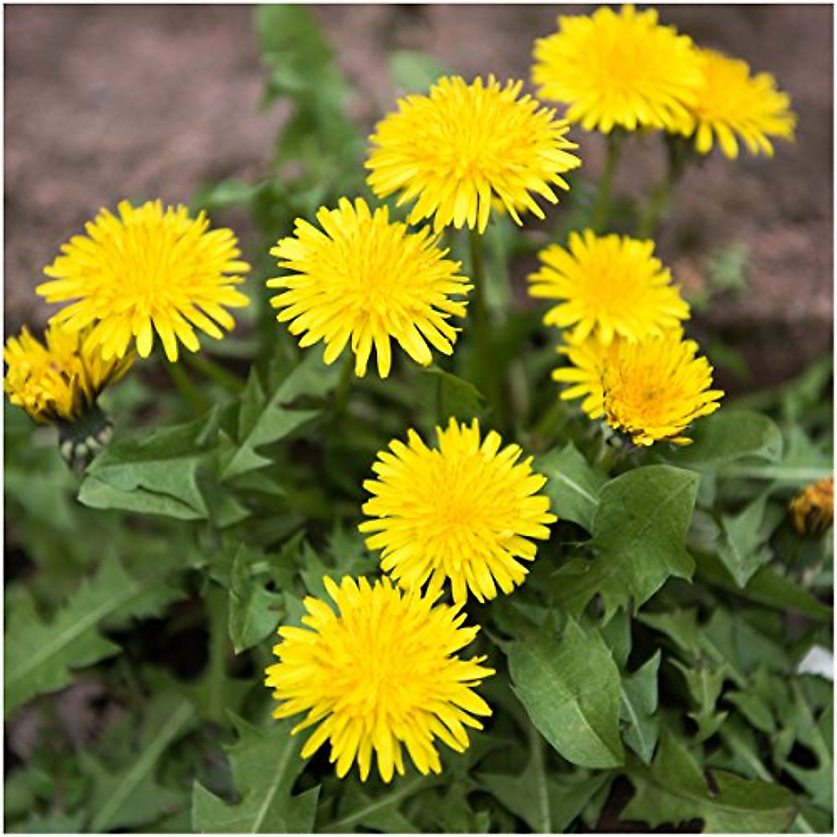 Seed Needs, 10,000+ Common Dandelion Herb Seeds for Planting (Taraxacum officinale) - Non-GMO - Bulk