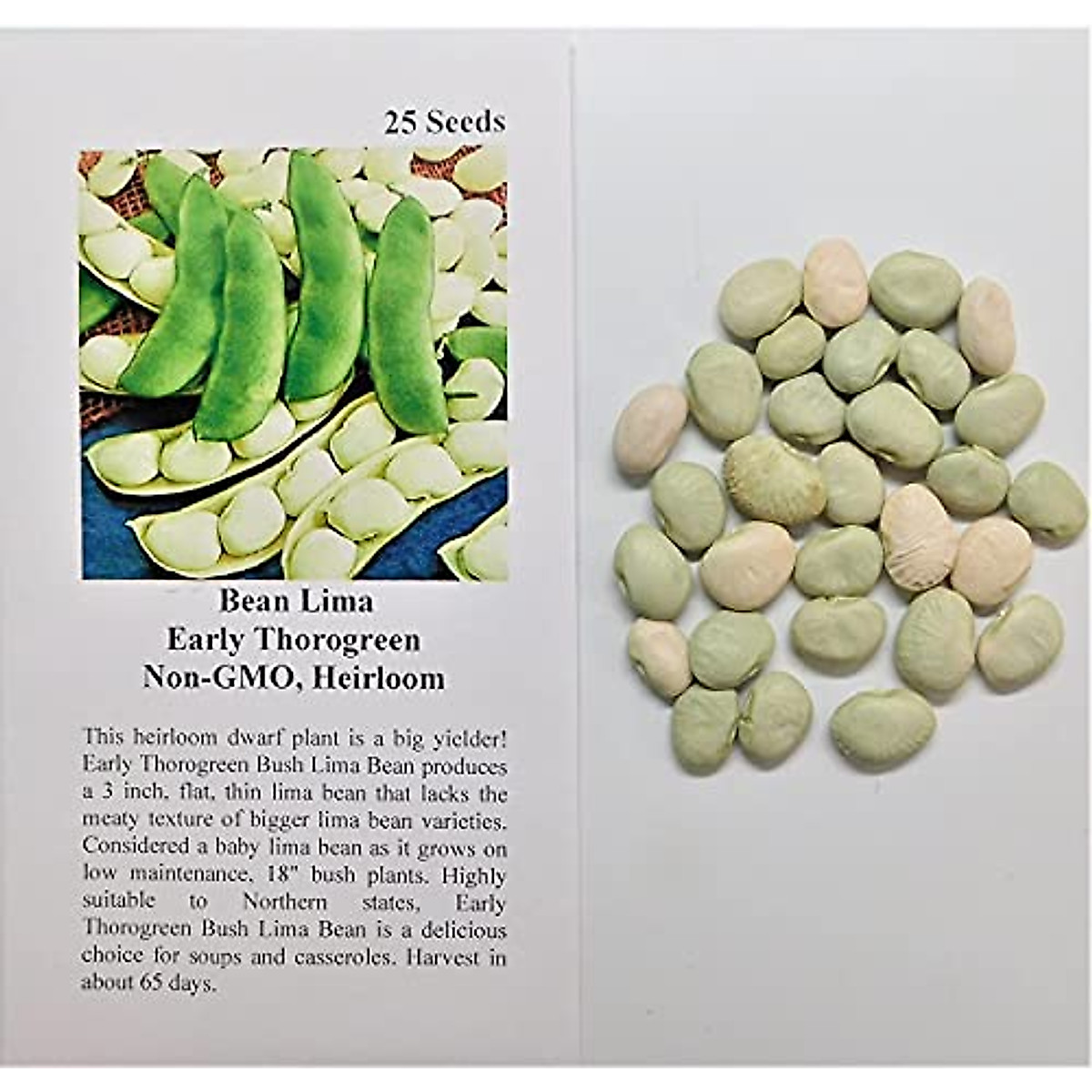 David's Garden Seeds Bean Lima Bush Early Thorogreen 1126 (Green) 25 Non-GMO, Heirloom Seeds