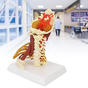 Cervical Spine Medical Model, Removable Spinal Nerves Anatomical Model Human Cervical Spine Demonstration Model Spine Anatomy Education Model for Science Classroom Study Display Teaching