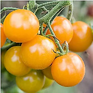 Sungold Tomato Seeds (20+ Seeds) | Non GMO | Vegetable Fruit Herb Flower Seeds for Planting | Home Garden Greenhouse Pack