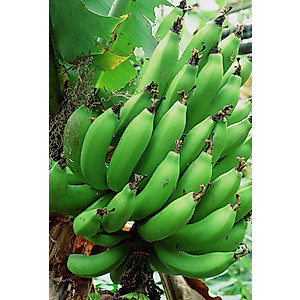 1 Starter Plant of Dwarf Cavendish Banana Tree