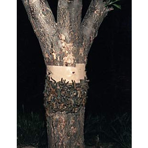 Cicada Tree Band Barrier Tape Protection