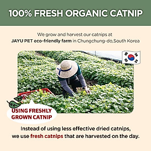 Active Catnip Spray - High Potency Transparent Liquid Spray made of Fresh Organic Catnip for Indoor Cats and Kittens, Relieves Stress, Calming, Revives Toys & Scratching Posts, Exercise (1fl oz)
