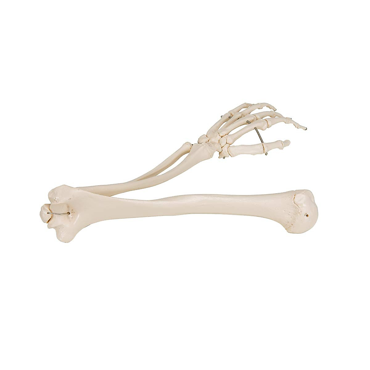 3B Scientific A45 Arm Skeleton - 3B Smart Anatomy