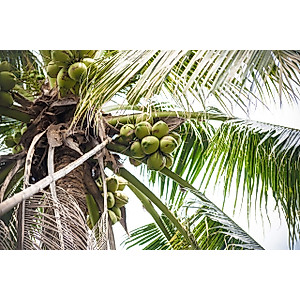 Taste Nirvana Real Coconut Water, Coco Pulp with Tender Coconut Bits, 16.2 Fl Oz (Pack of 12)