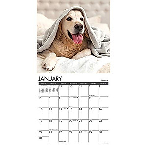 12 Uses for a Golden 2021 Wall Calendar (Dog Breed Calendar)