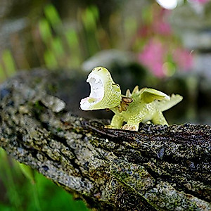 Top Collection 4413 Miniature Fairy Garden & Terrarium Mini Dragon Roaring Statue, Small, Green