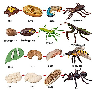 Toymany 16PCS Insect Figurines Life Cycle of Stag Beetle,Honey Bee,Mantis,Ant Plastic Safariology Bug Figures Toy Kit Caterpillars to Butterflies Educational School Project for Kids Toddlers