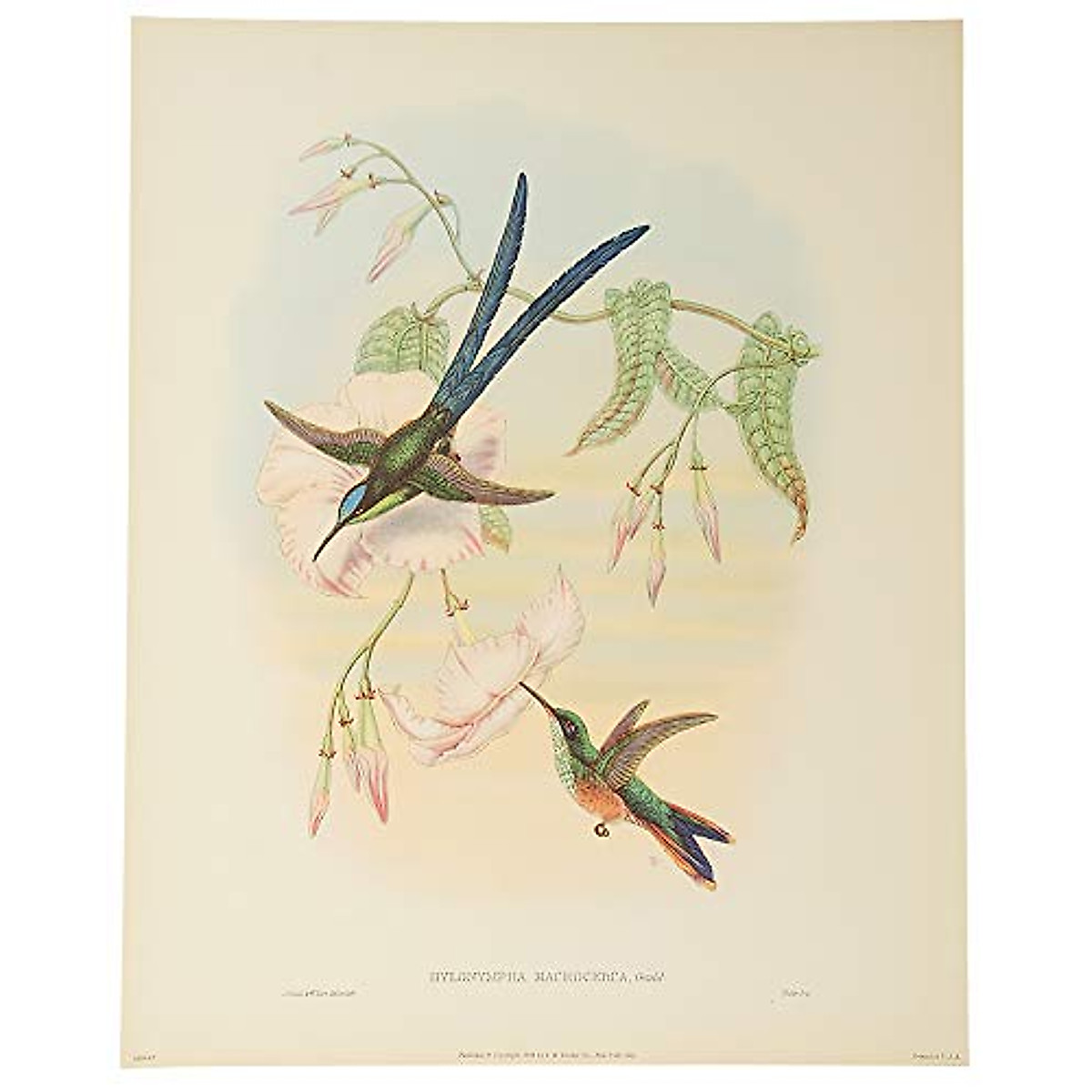 Six Full Color Prints Humming Birds. A Portfolio of Six Magnificent Color Prints.