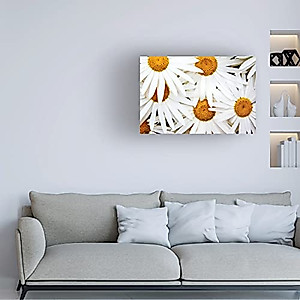 Trademark Fine Art 'Daisy Splash' Canvas Art by Michael Broom