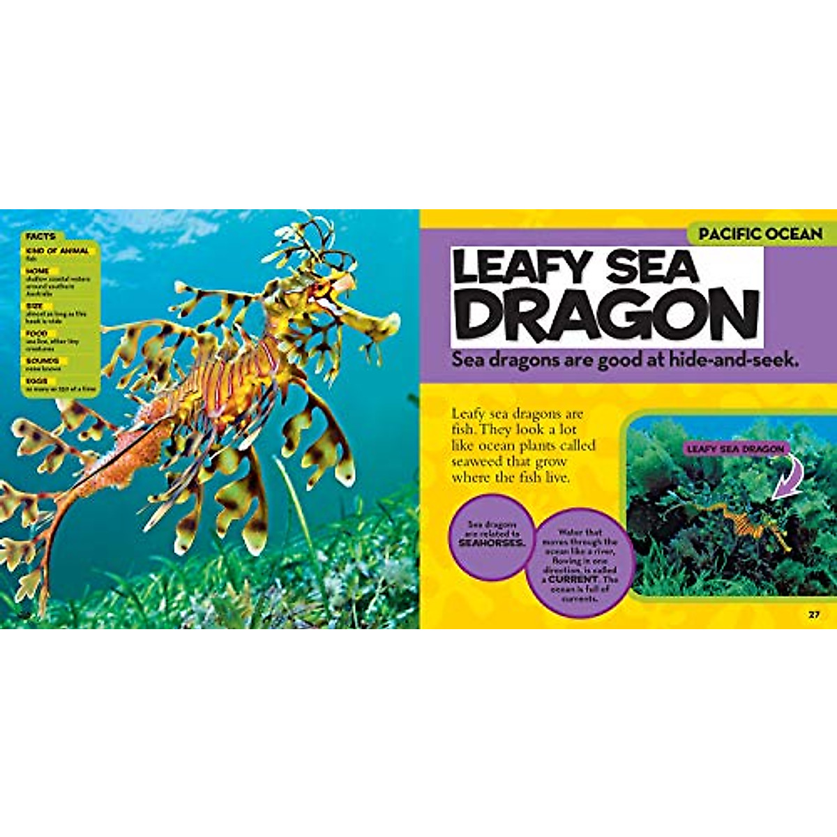 National Geographic Little Kids First Big Book of the Ocean (National Geographic Little Kids First Big Books)